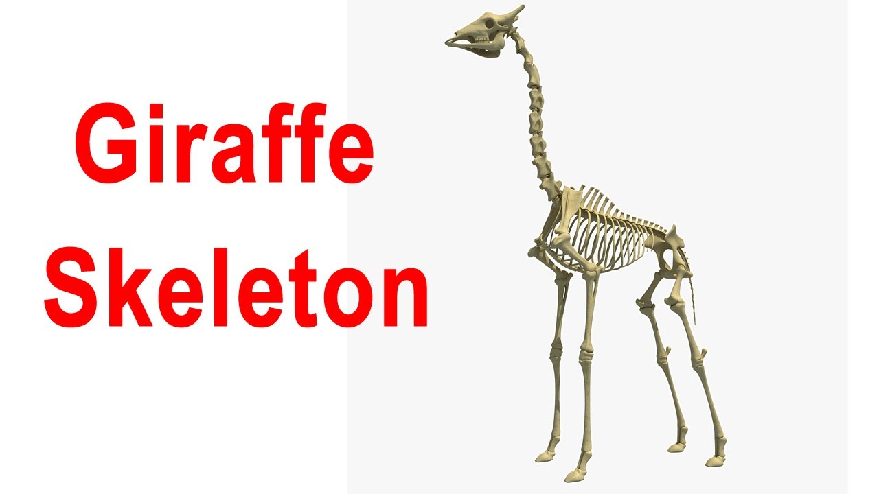 Giraffe Skeleton 3D Model