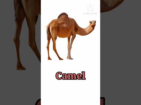 animals start with letter C#homevocabulary #toddlers#animalseries#shortsfeed#shorts @comenlearn27