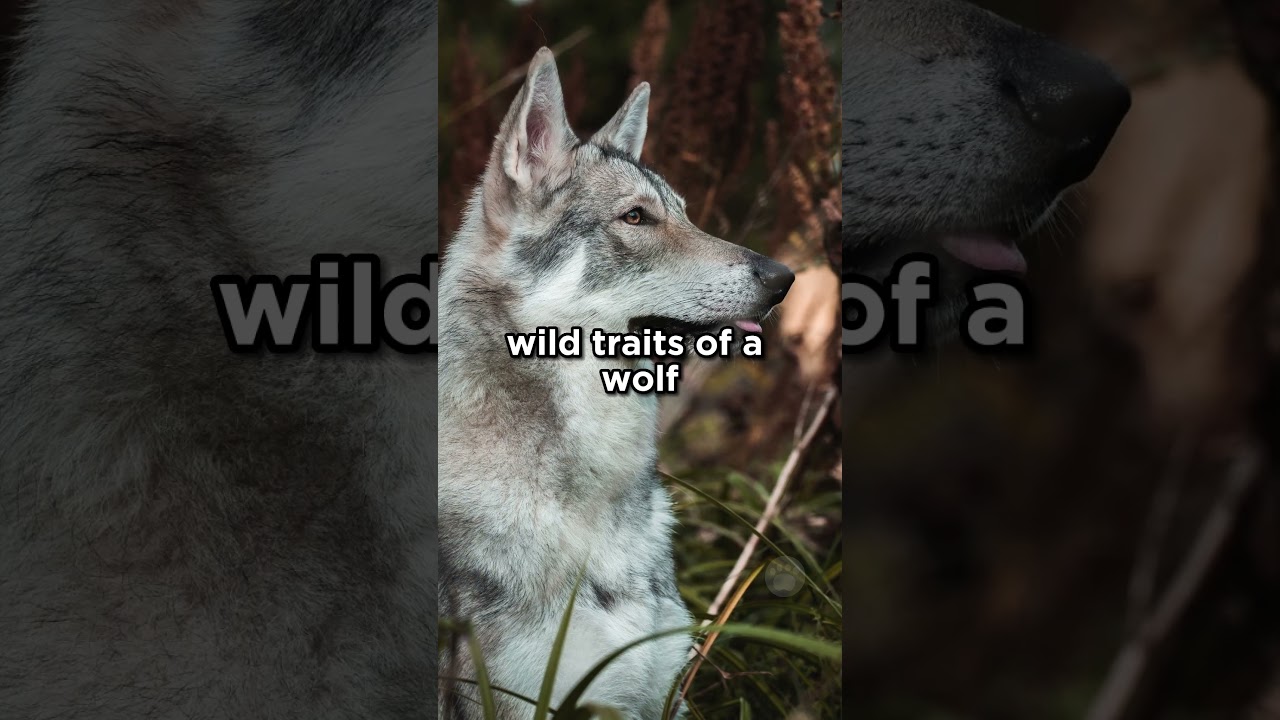 The Creation of Saarloos Wolfdog #dogs