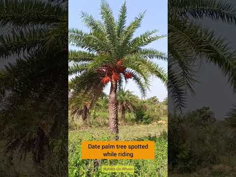 Series of DATE PALM tree π΄π΄ #shorts #shortsfeed #viral #trending