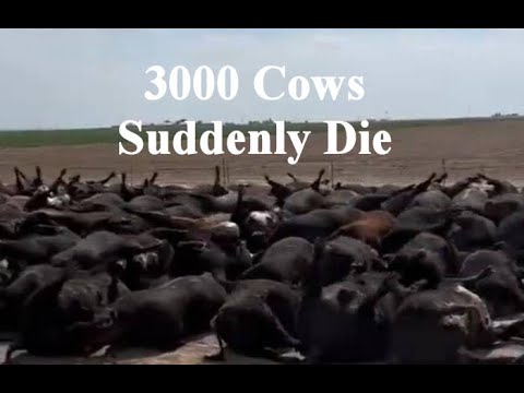 3000 Cows Suddenly Die Video Footage