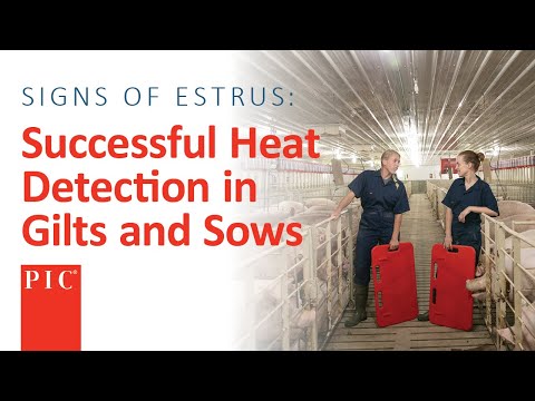 How Do You Know If A Pig Is In Heat And How Does It Go? - Rich- Farmer