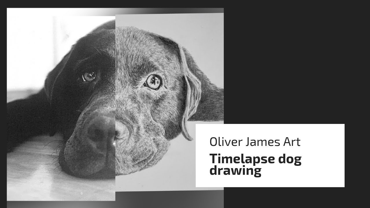 How to draw a Labrador dog time-lapse video