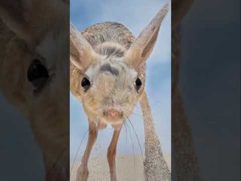 Sahara's Secret Survival: Amazing Animal Adaptations You Won't Believe!