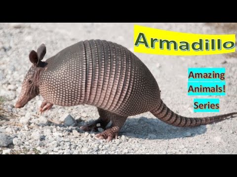 Armadillo facts 🦫 all species are native to the Americas