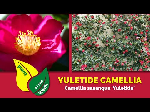 YULETIDE CAMMELLIA | Camellia sasanqua Yuletide
