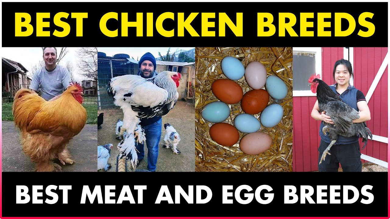 Best CHICKEN BREEDS for Meat - The 15 Best Meat Chickens | Chicken Breeds for Meat and Eggs