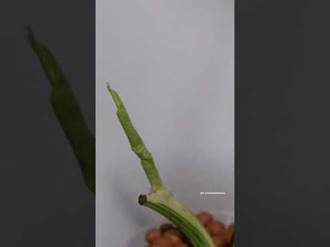 Monstera Albo Time Lapse Unfurling Leaf