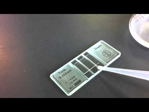 Population Growth Experiment | i-Biology