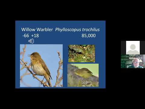 Warbler migration (and other animals)