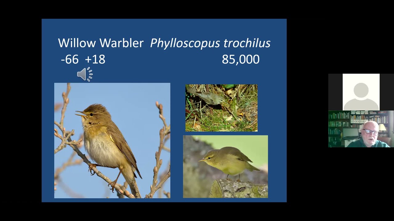Warbler migration (and other animals)