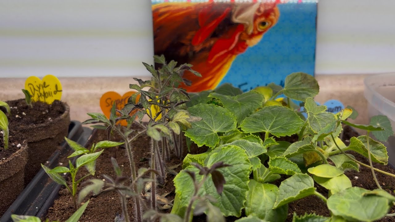 Evicting aphids, chicks and crazy chicken lady gifts