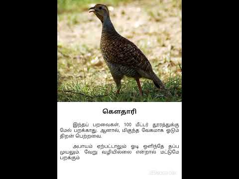 Birds facts in Tamil | தெரிந்து கொள்வோம்