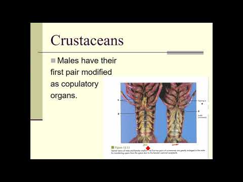 Arthropods Lesson 3