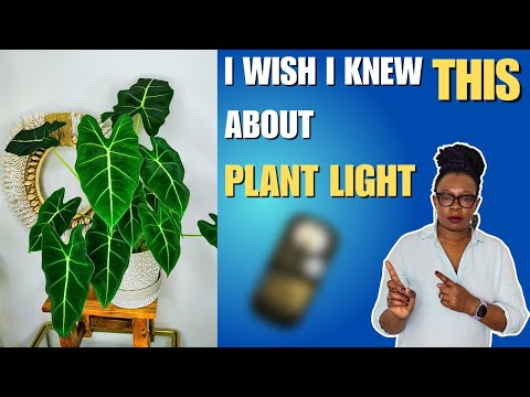 How I Wish Light for Plant Care Was Explained To Me As A Beginner