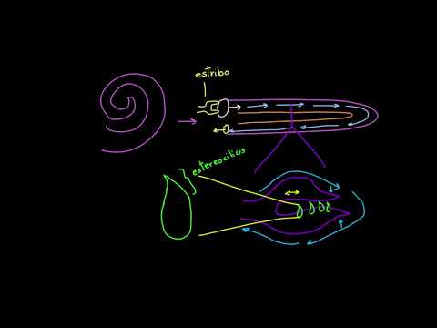 Estructura auditiva: parte 2 (video) | Khan Academy