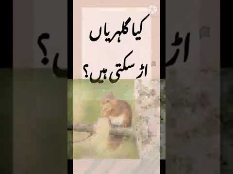 Can squirrels fly? In Urdu by Urdu ka bagheecha 2021