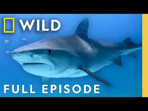 Tiger Shark, Bull Shark, and the Great White (Full Episode) | Dangerous Encounters | Nat Geo Animals