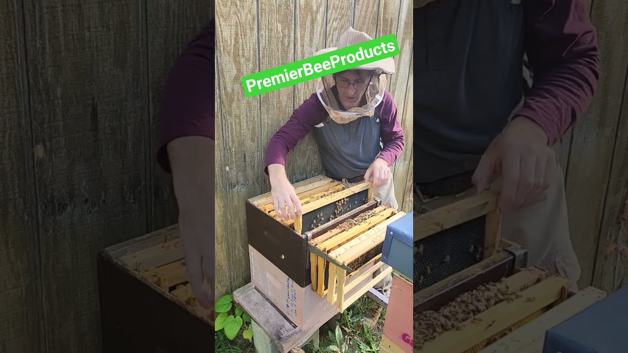 Premier foundation in 7 weeks #Beekeeping