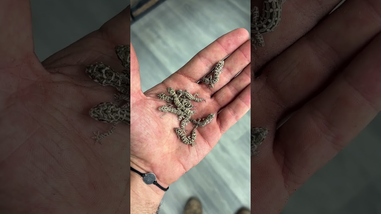 Baby viper geckos 🦎 #HerpTime #animals #reptile #lizard #gecko #babyanimals #cuteanimals #shorts