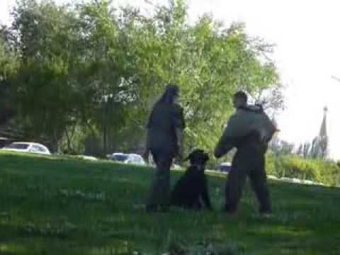 Giant Schnauzer Protection Work