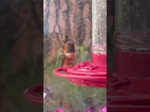 Captivating Moments: Hummingbirds' Exquisite Dining on a Dream Vacation