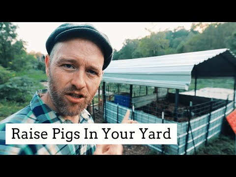 How to Raise 2 Pigs in a Tiny Backyard (10’X20’)