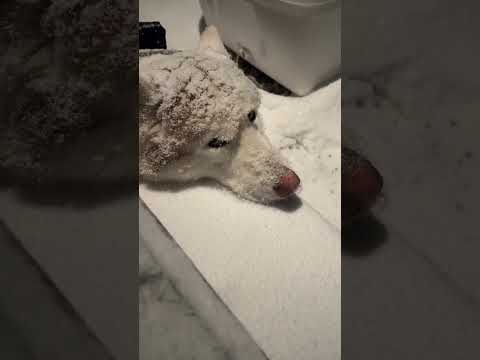 Just Got A $100 Fine For Leaving My HUSKY In The Snow… But Here’s The Twist! ???? #short