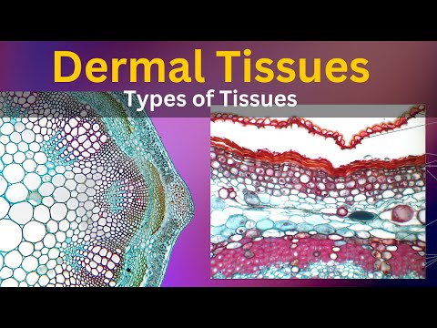 Dermal tissues class 9, || Dermal tissues,|| Dermal tissues class 9 diagram, || plant tissues,