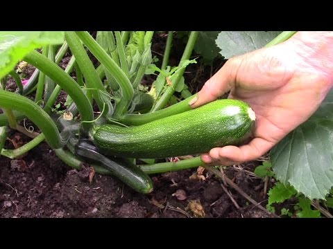 Too Many Courgettes? Freeze Them The Easy Way! (You Too Mr Zucchini ...