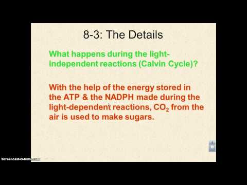 Chapter 8 Podcast: The Details of Photosynthesis
