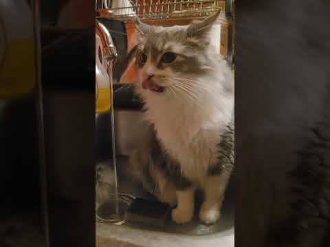 Cats Love Water Straight From The Faucet #floofycat