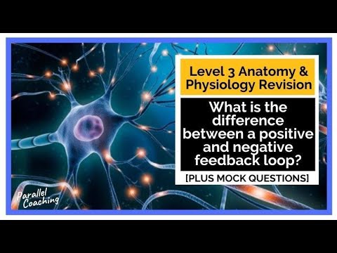 What is the difference between a positive and negative feedback loop?