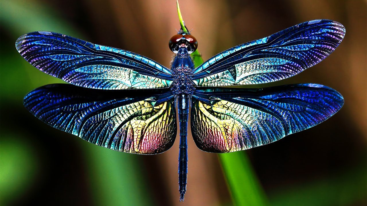 10 Most Beautiful Dragonflies In The World