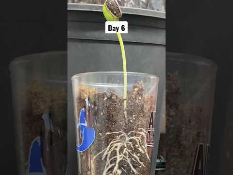 Sunflower from seed to seedling #shorts