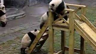 Video: Panda videos on a slide may be the cutest ever uploaded to ...