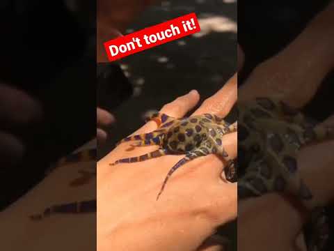 Blue Ringed Octopus. See what happens.