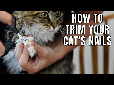 😻 Maine Coon tırnaklarını nasıl kesersiniz? - CatVisitor.com