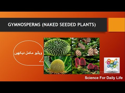 Gymnosperms/Cone bearing plants/Naked seeded plants/Evolution of seed plants