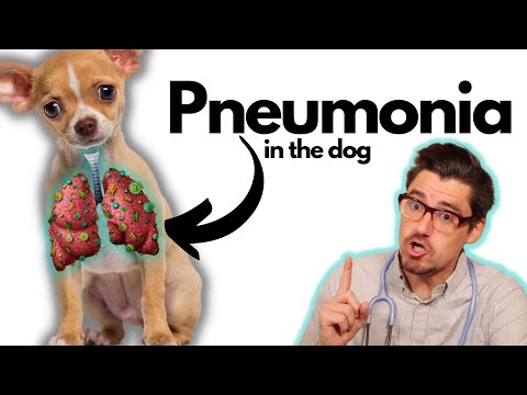Pneumonia in the Dog: Symptoms, Diagnosis, and Treatment