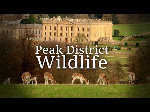 Wildlife in the Peak District National Park