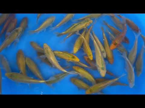2022 IZU-003 Izumiya Tosai Karashi Matsuba 15-20cm SAMPLE