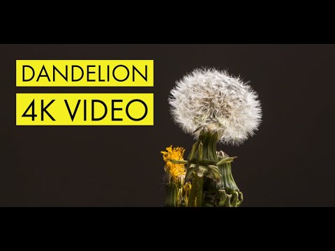 Dandelion in 4K Video