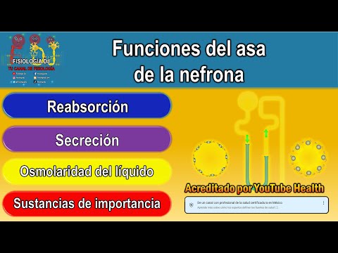 Nefrona partes y funcionamiento | Asa de Henle