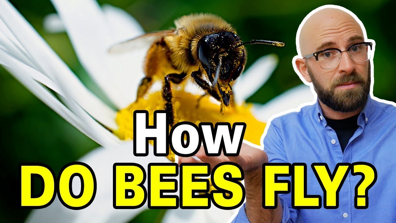 Is It True That Bumblebees Shouldn't Be Able to Fly?