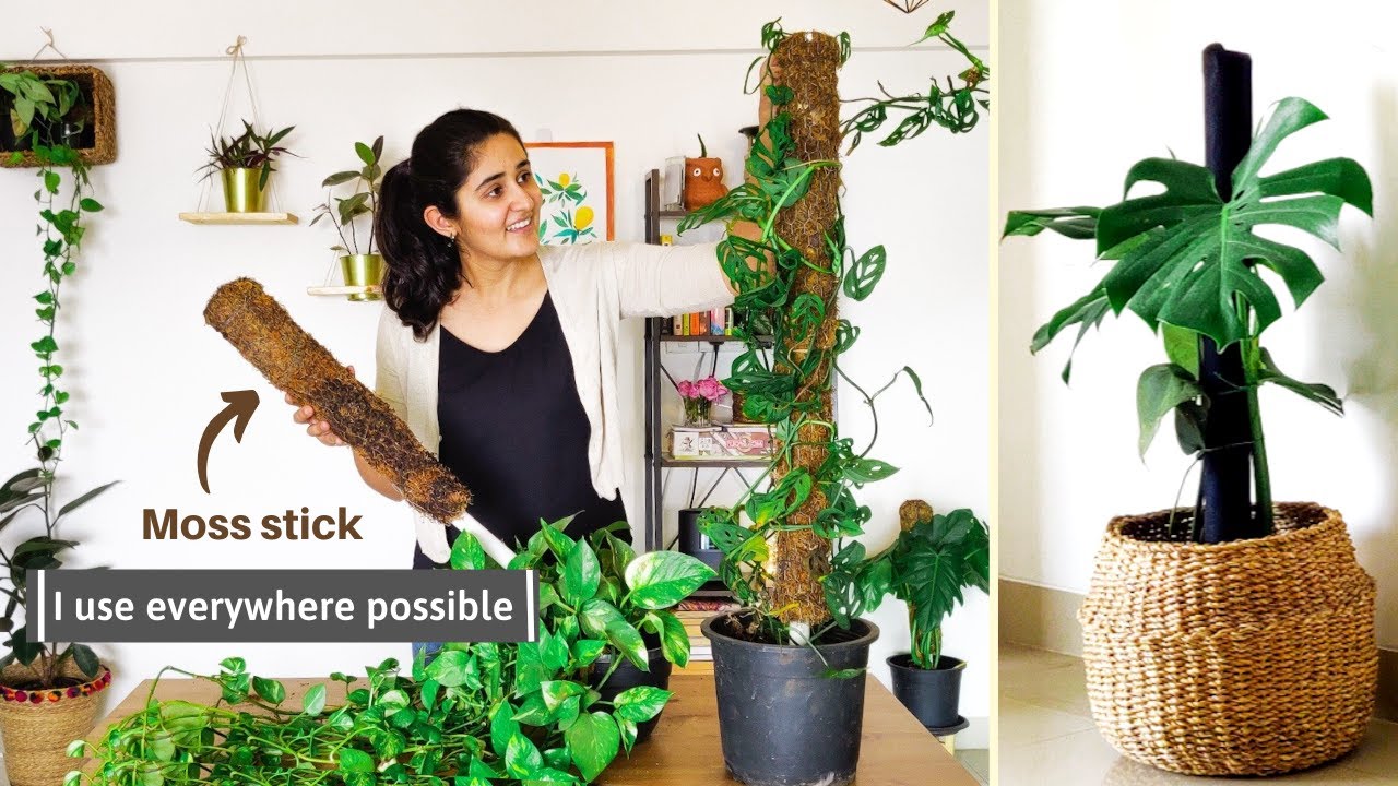 How and Why You should use Moss Stick for Indoor Plants