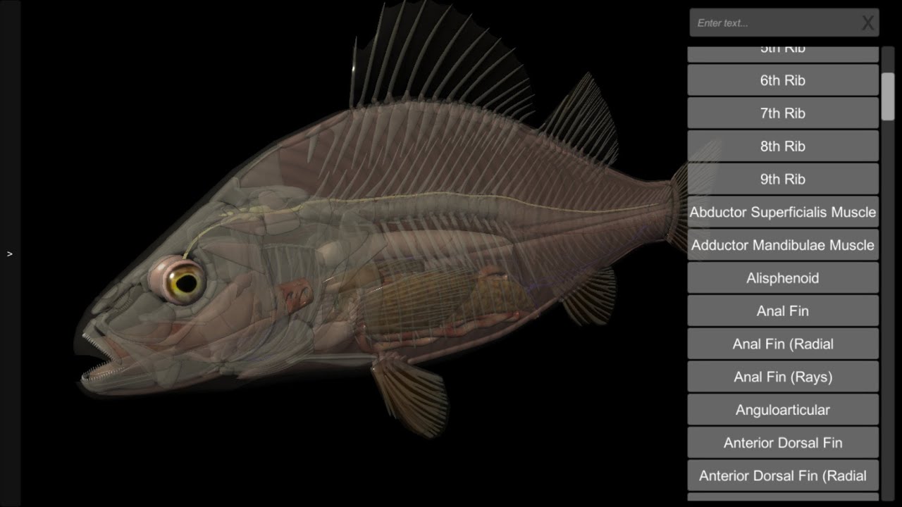 3D Fish Anatomy Software for Mobile devices