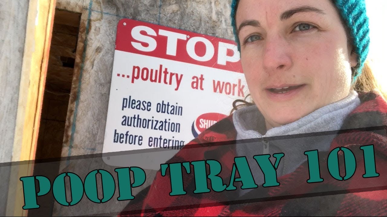 Chicken Coop Poop Tray & Poop Shelf Update - Cleaning The Chicken Coop