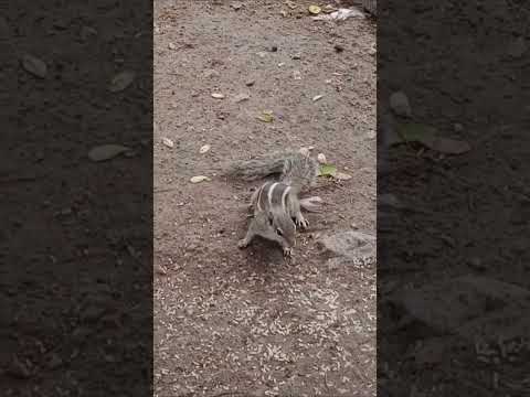 Can squirrels eat white rice?#shorts#youtubesquirrelsvideos#wild animal#small mammals