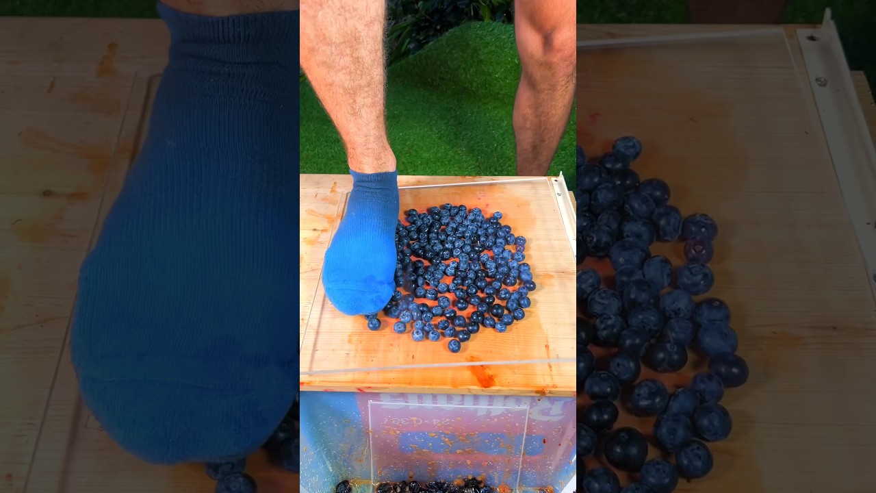 Guess how many Blueberries 🫐 a human can stand on! 😳